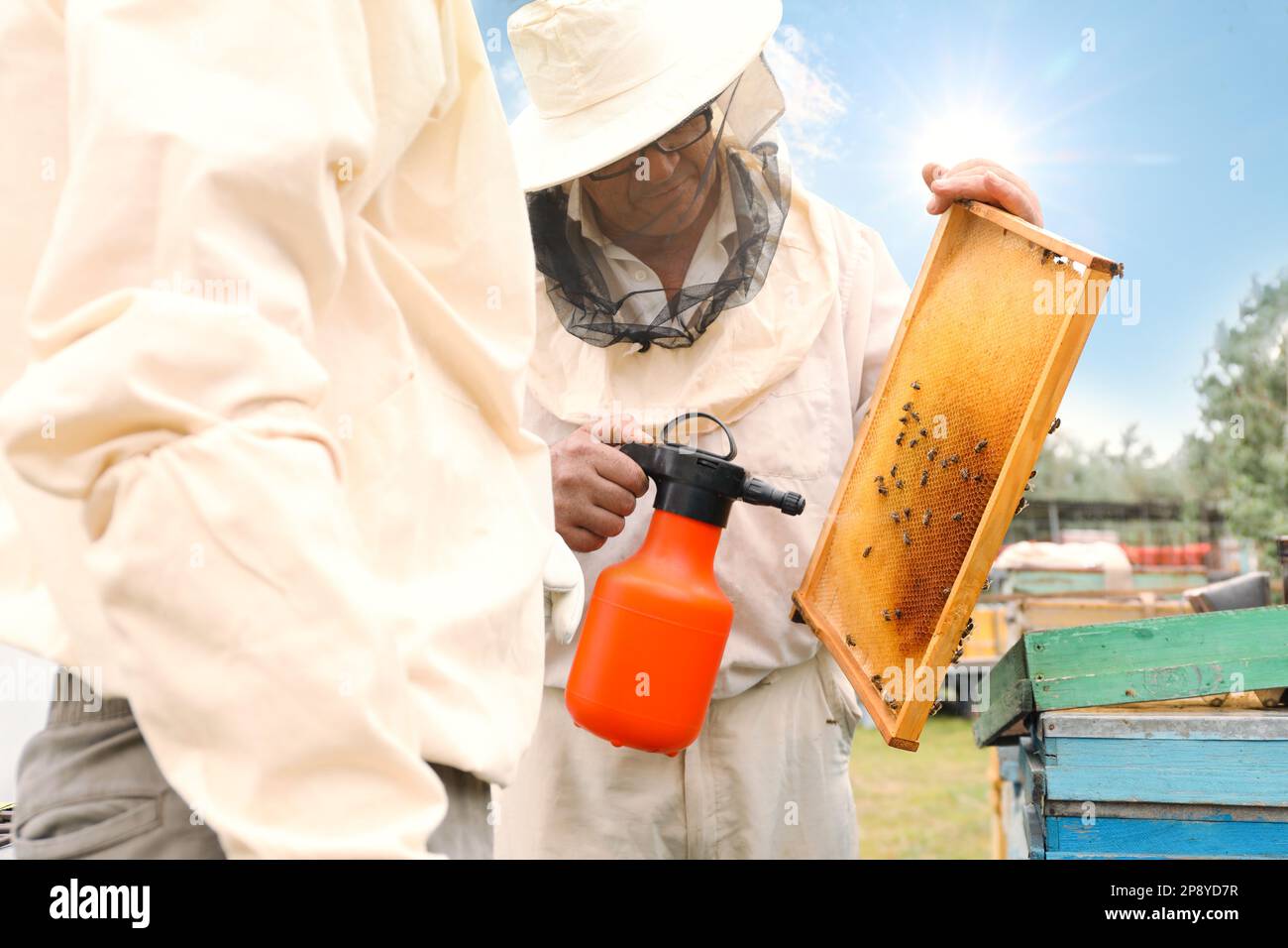 Beekeeper spraying sugar water onto hive frame at apiary. Harvesting ...