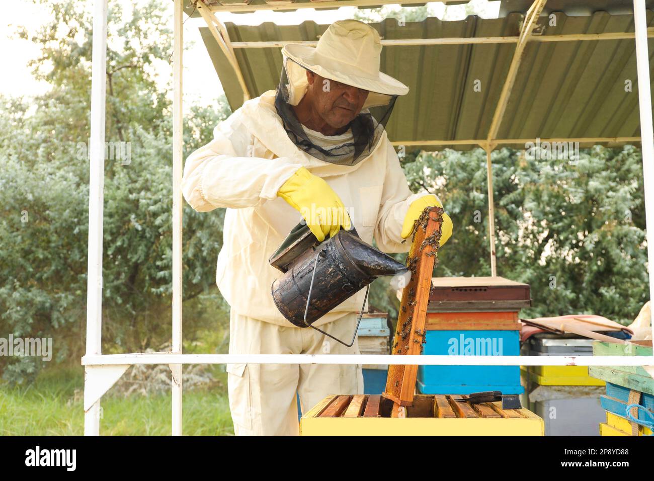 Beekeeper calming bees on honey frame with smokepot at apiary Stock ...