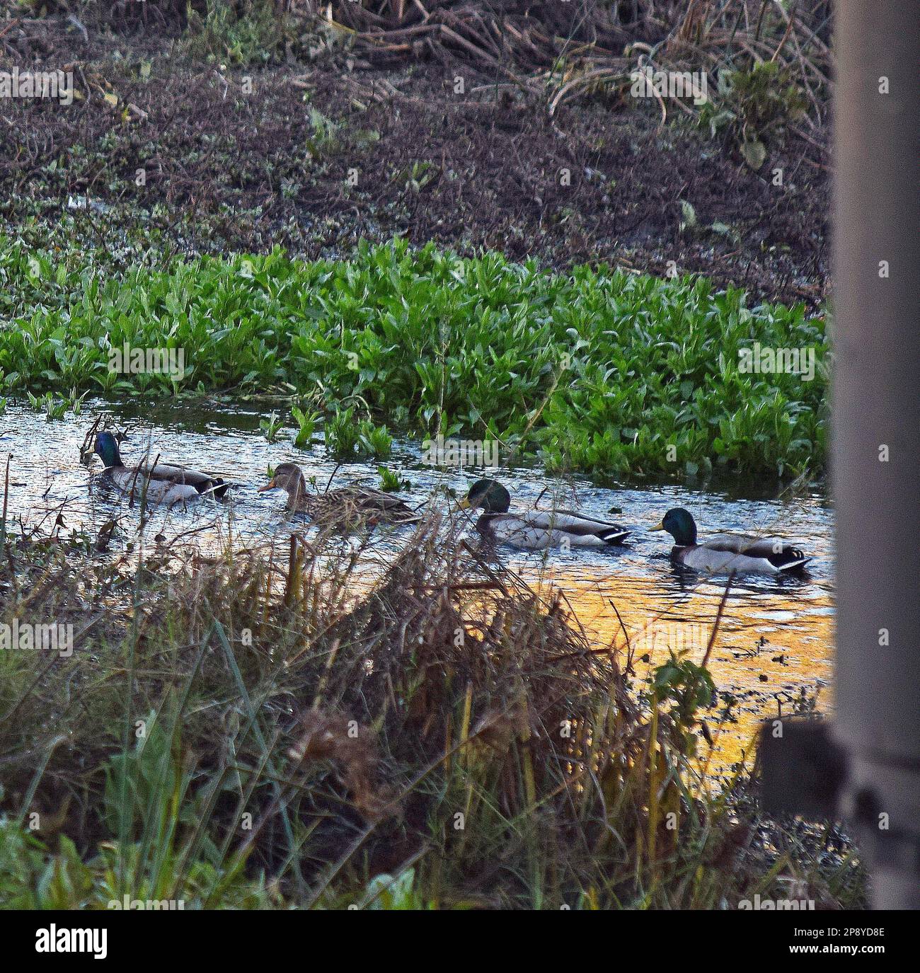 Swim upstream hi-res stock photography and images - Alamy