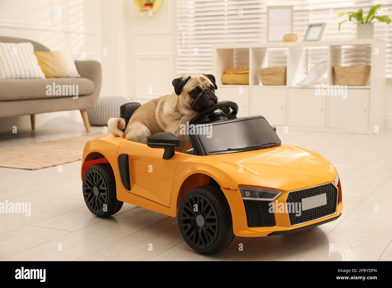 Adorable pug dog in toy car indoors Stock Photo - Alamy
