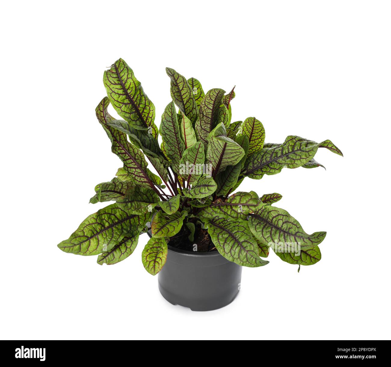 Sorrel plant in pot isolated on white Stock Photo - Alamy