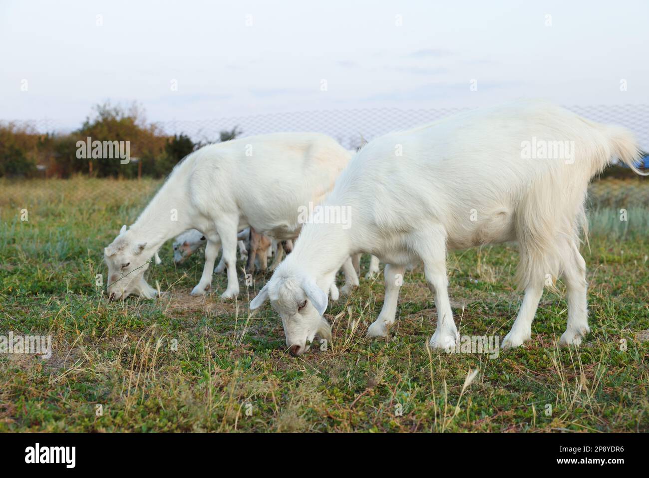 Goats on pasture at farm. Animal husbandry Stock Photo - Alamy