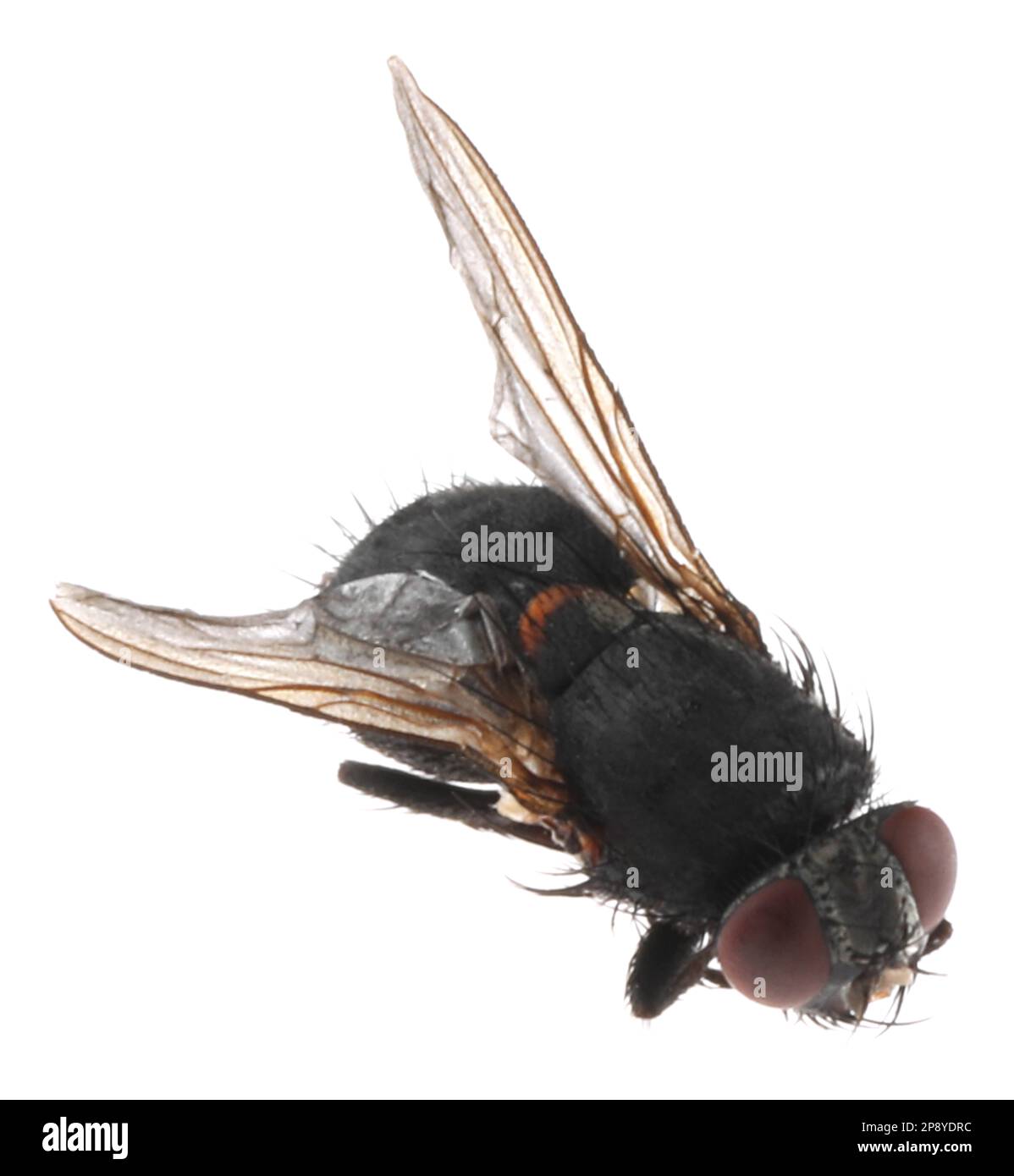 One common black fly on white background Stock Photo - Alamy