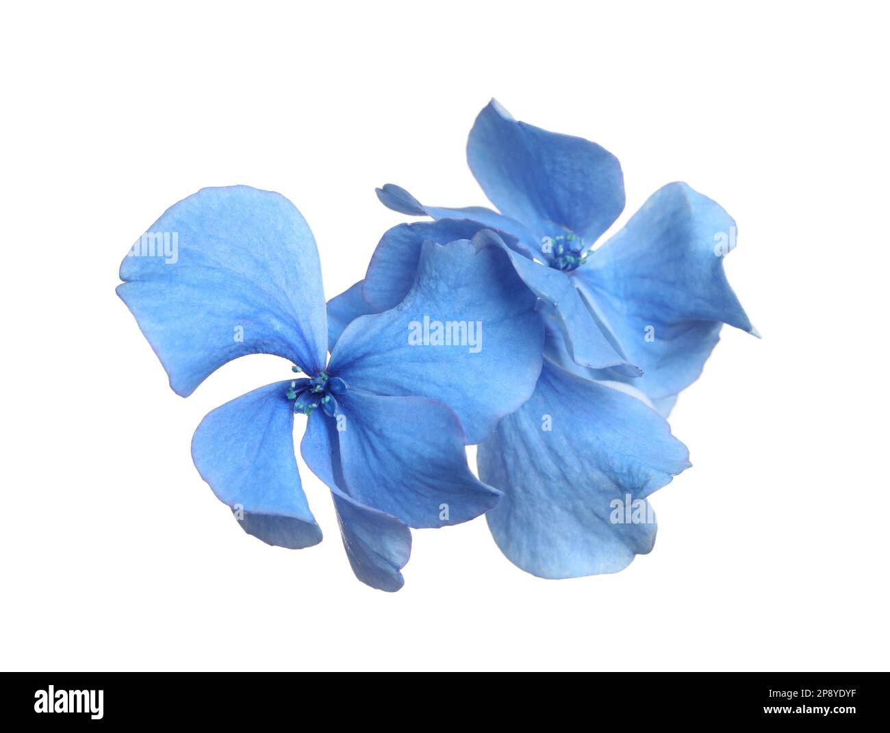 Beautiful light blue hortensia plant florets on white background Stock ...