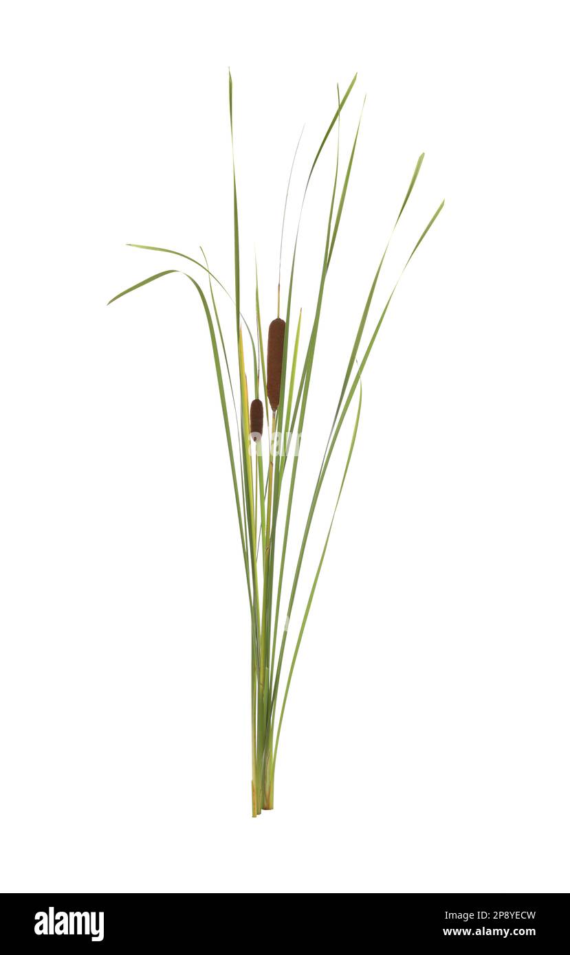 Green reed plants on Cut Out Stock Images & Pictures - Alamy
