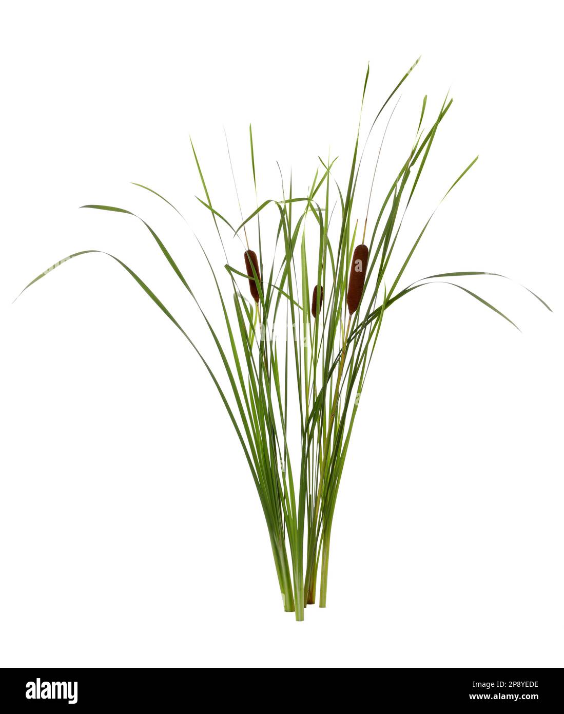 Beautiful reeds with catkins on white background Stock Photo - Alamy