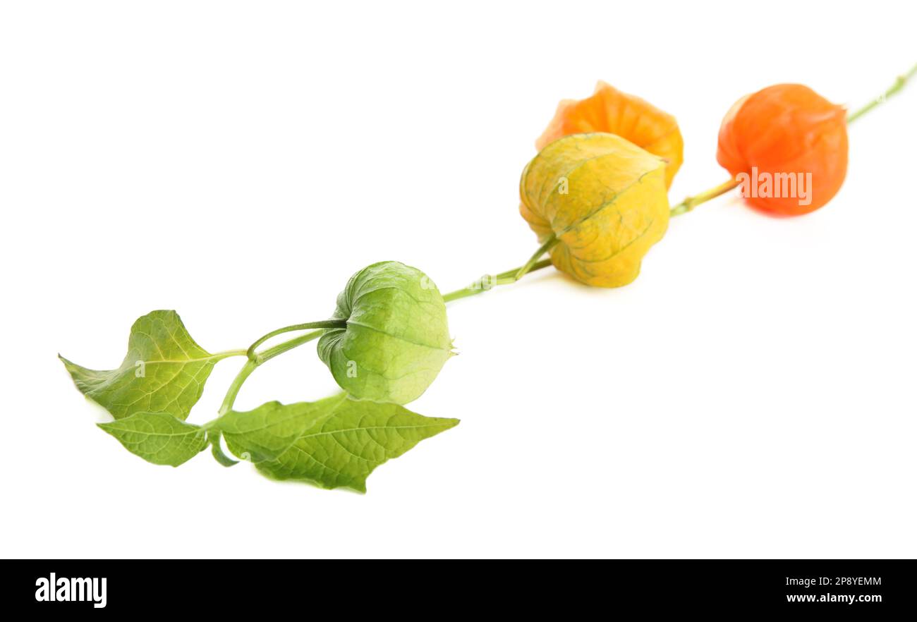 Physalis branch with colorful sepals on white background Stock Photo ...