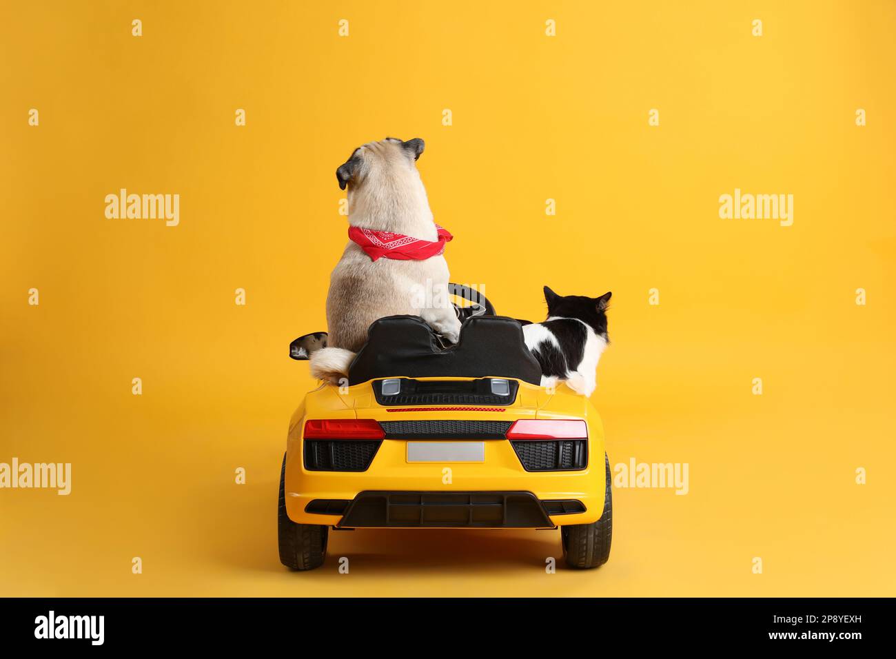 Dog driving cat hi-res stock photography and images - Alamy