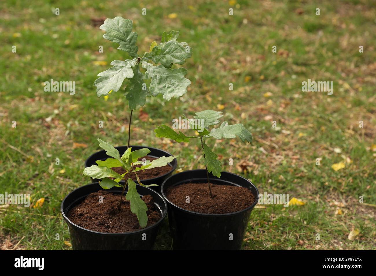 Saplings in pots on green grass outdoors. Planting tree Stock Photo - Alamy