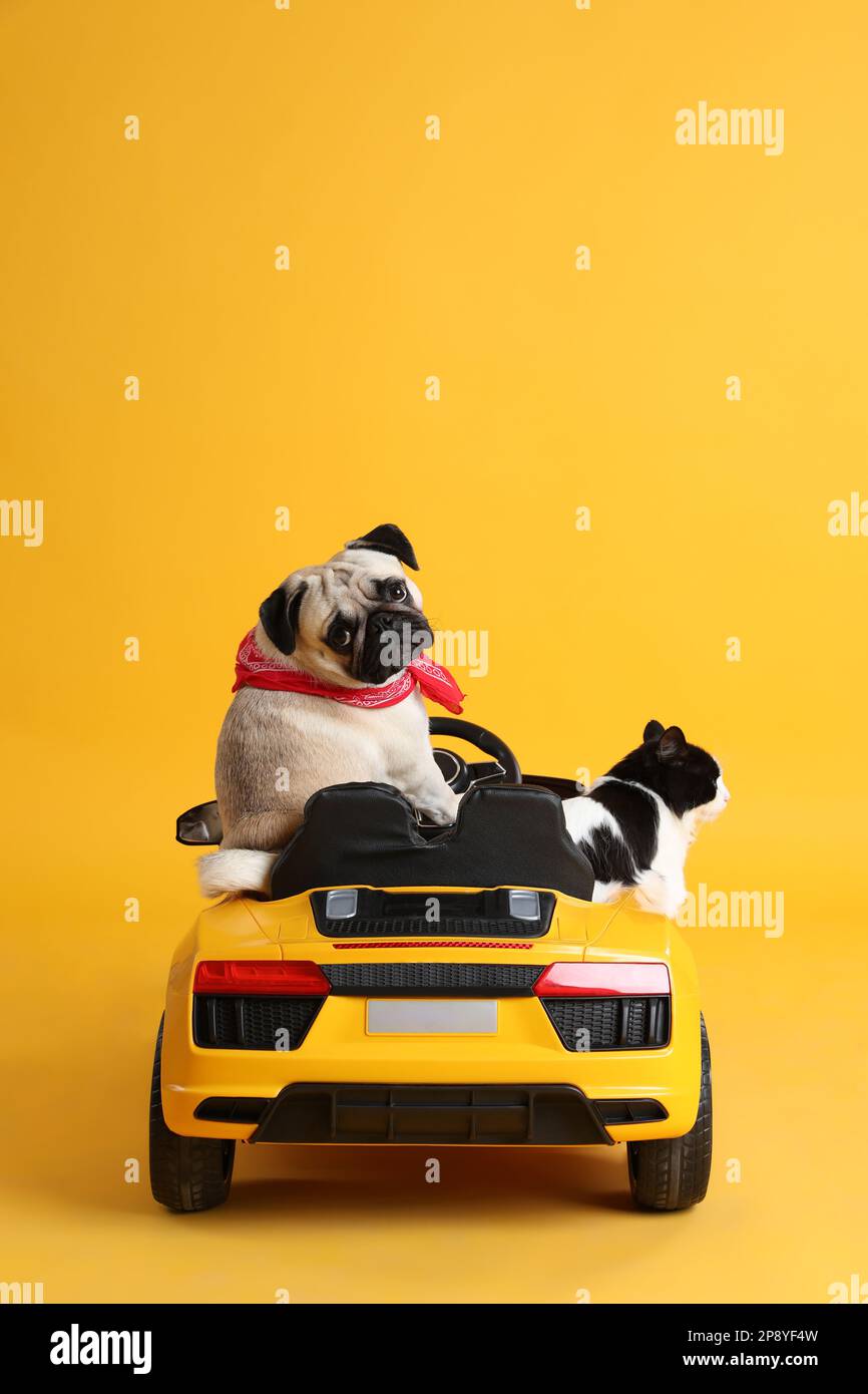 Dog driving cat hi-res stock photography and images - Alamy