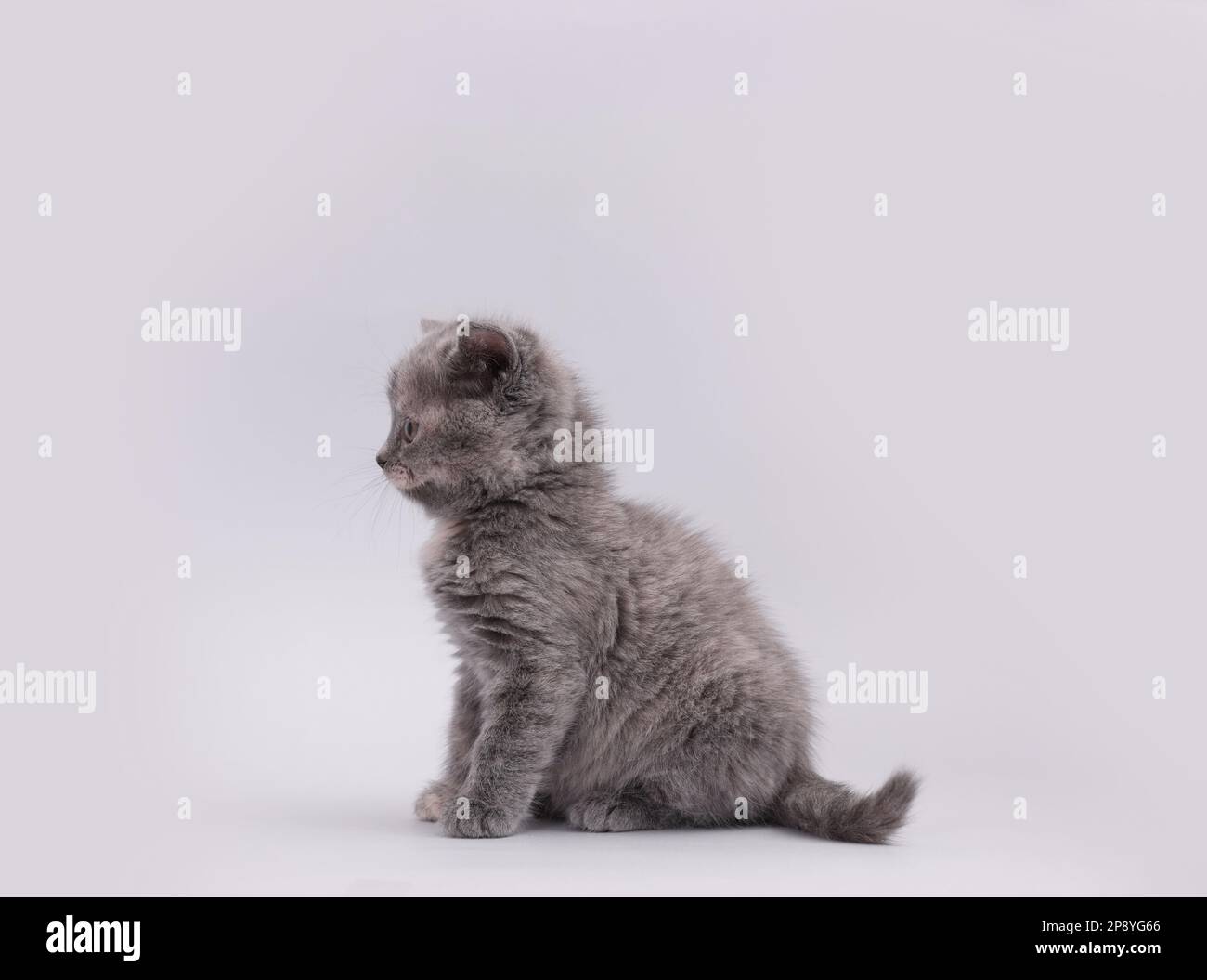 Cute little kitten sitting on light grey background Stock Photo - Alamy