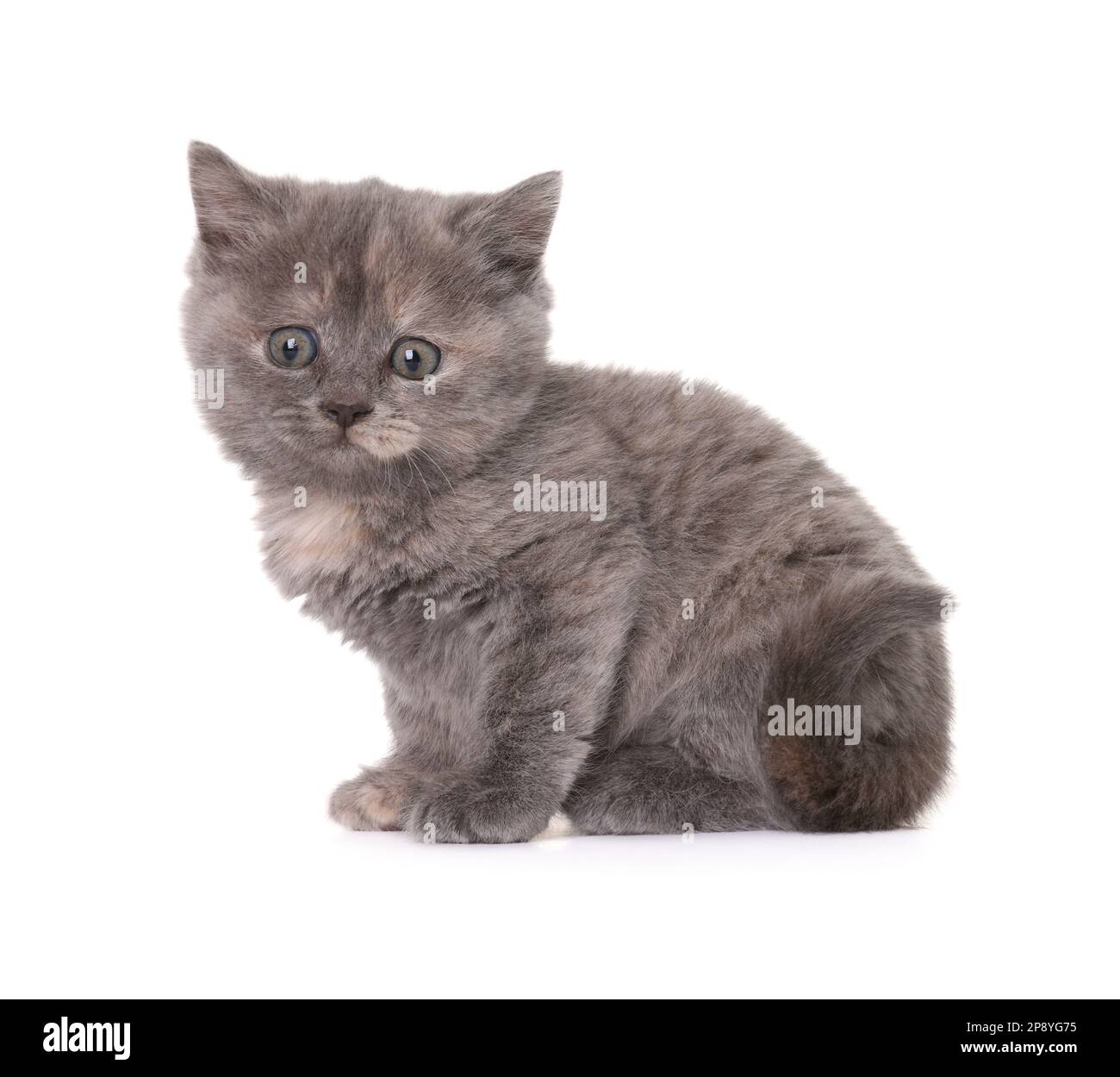 Cute little grey kitten sitting on white background Stock Photo - Alamy