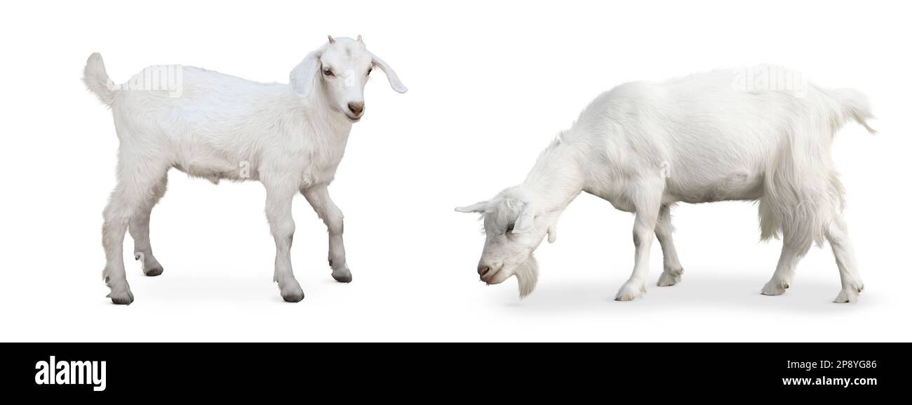 Cute domestic goats on white background, collage. Banner design Stock ...