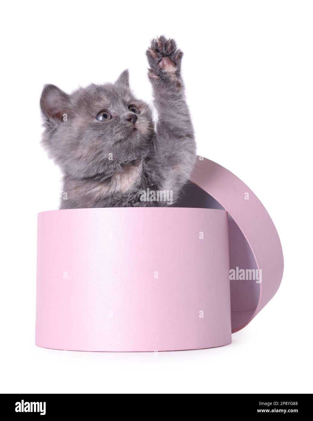 Cute little grey kitten playing with pink box on white background Stock ...