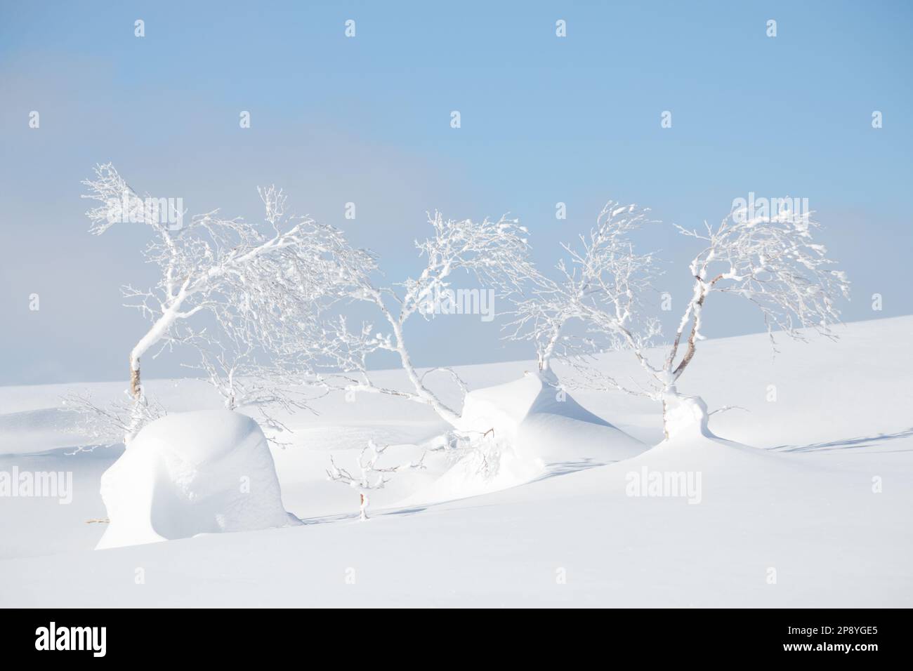 Frozen trees in sunny winter landscape Stock Photo - Alamy