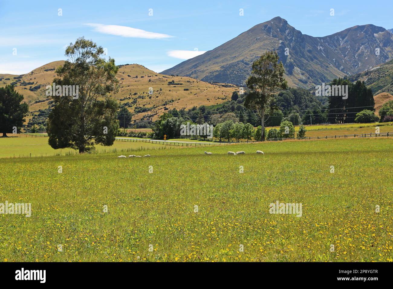 Pasture landscape new zealand hi-res stock photography and images - Alamy