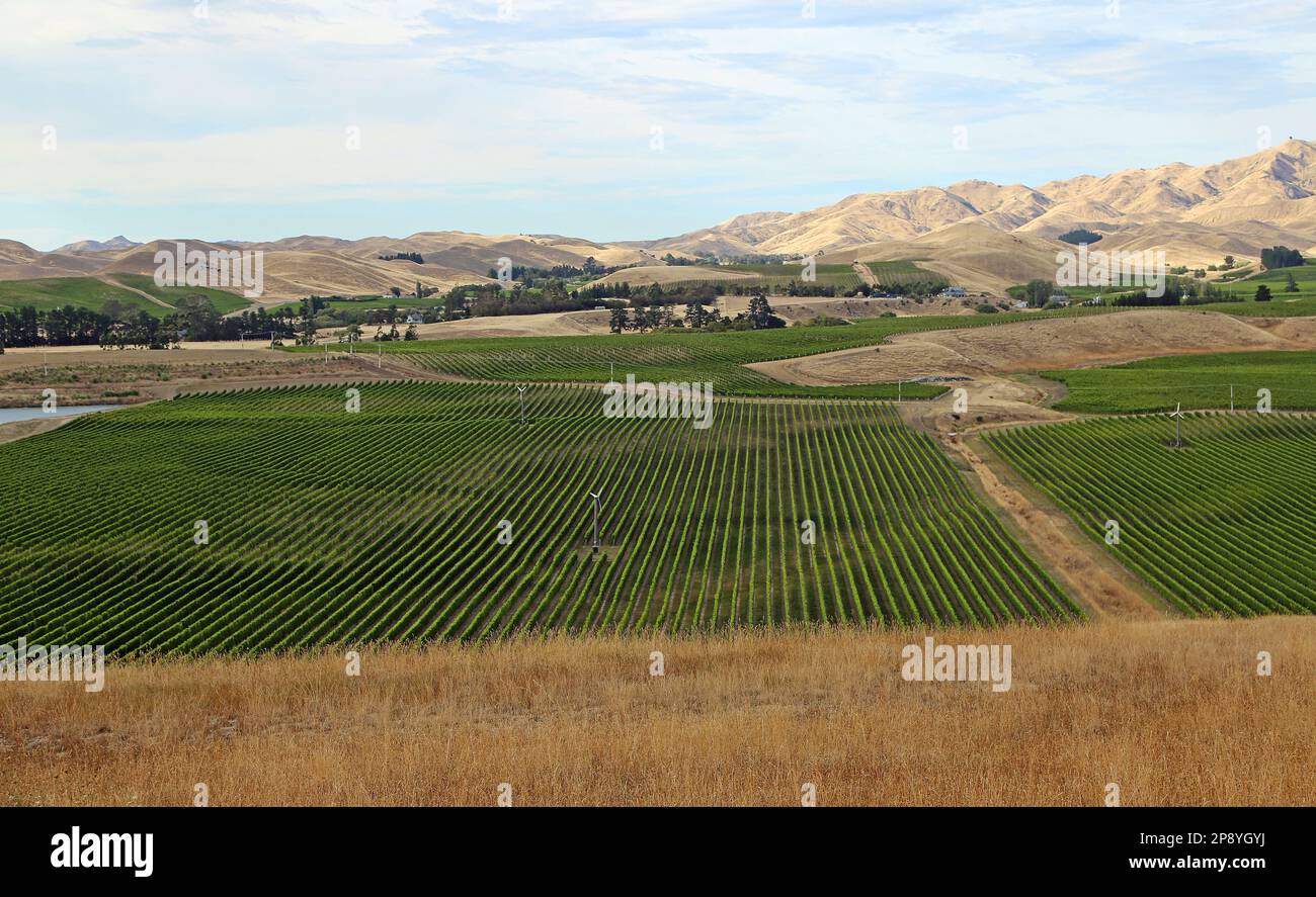 Bushes new zealand hi-res stock photography and images - Alamy