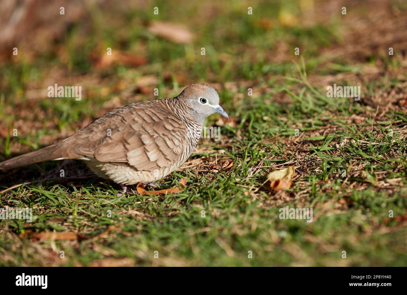 A Ground Dove sitting in the grass Stock Photo - Alamy