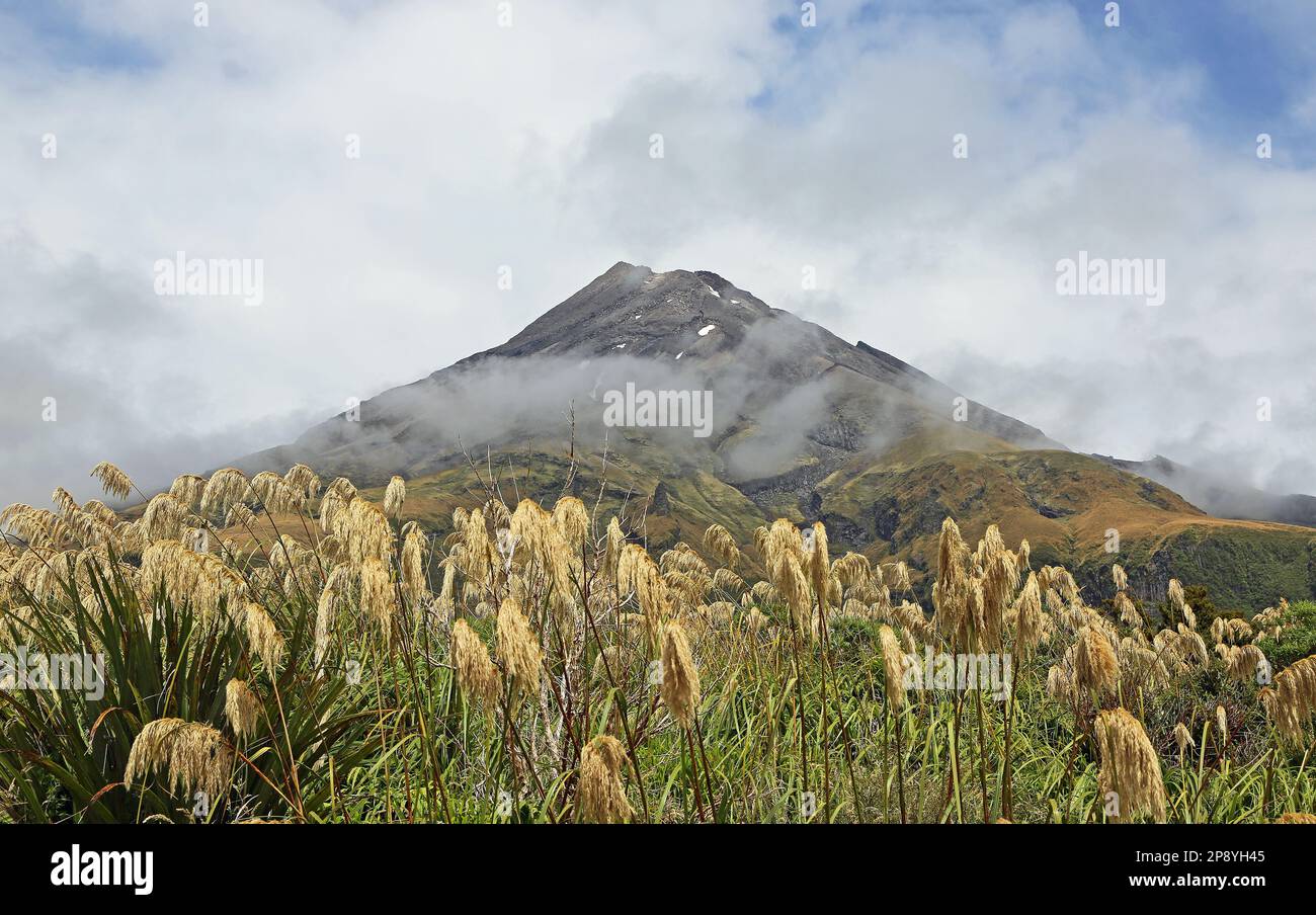Reed and Taranaki - New Zealand Stock Photo - Alamy