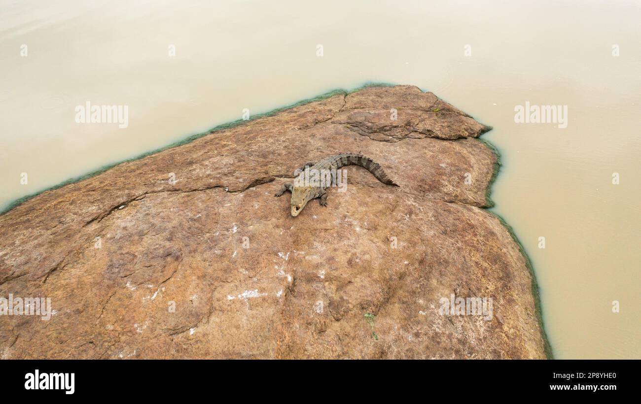 A crocodile basks in the sun lying on a rock. Alligators in their ...