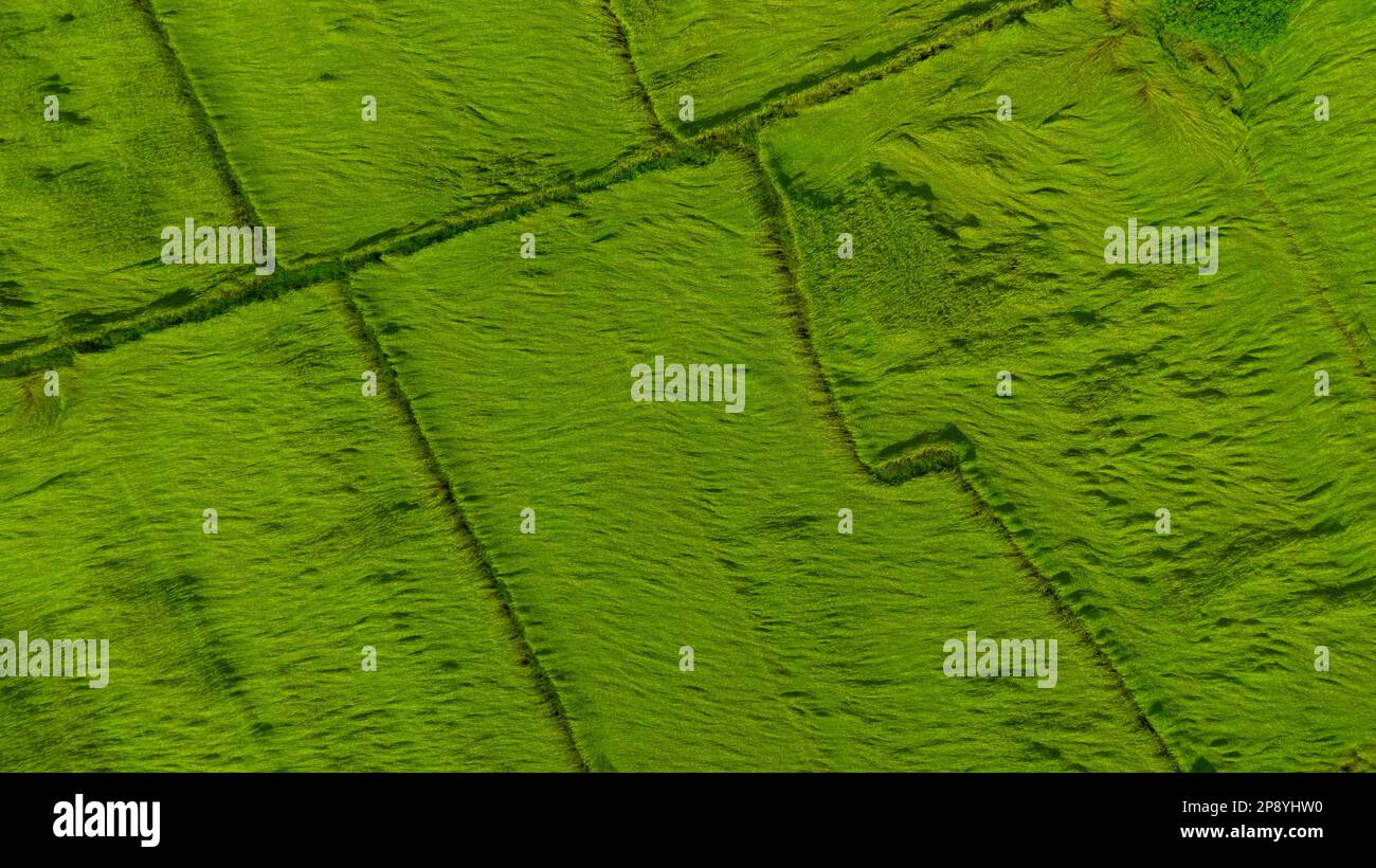 Aerial view of green rice field texture background. Rice plants bend ...