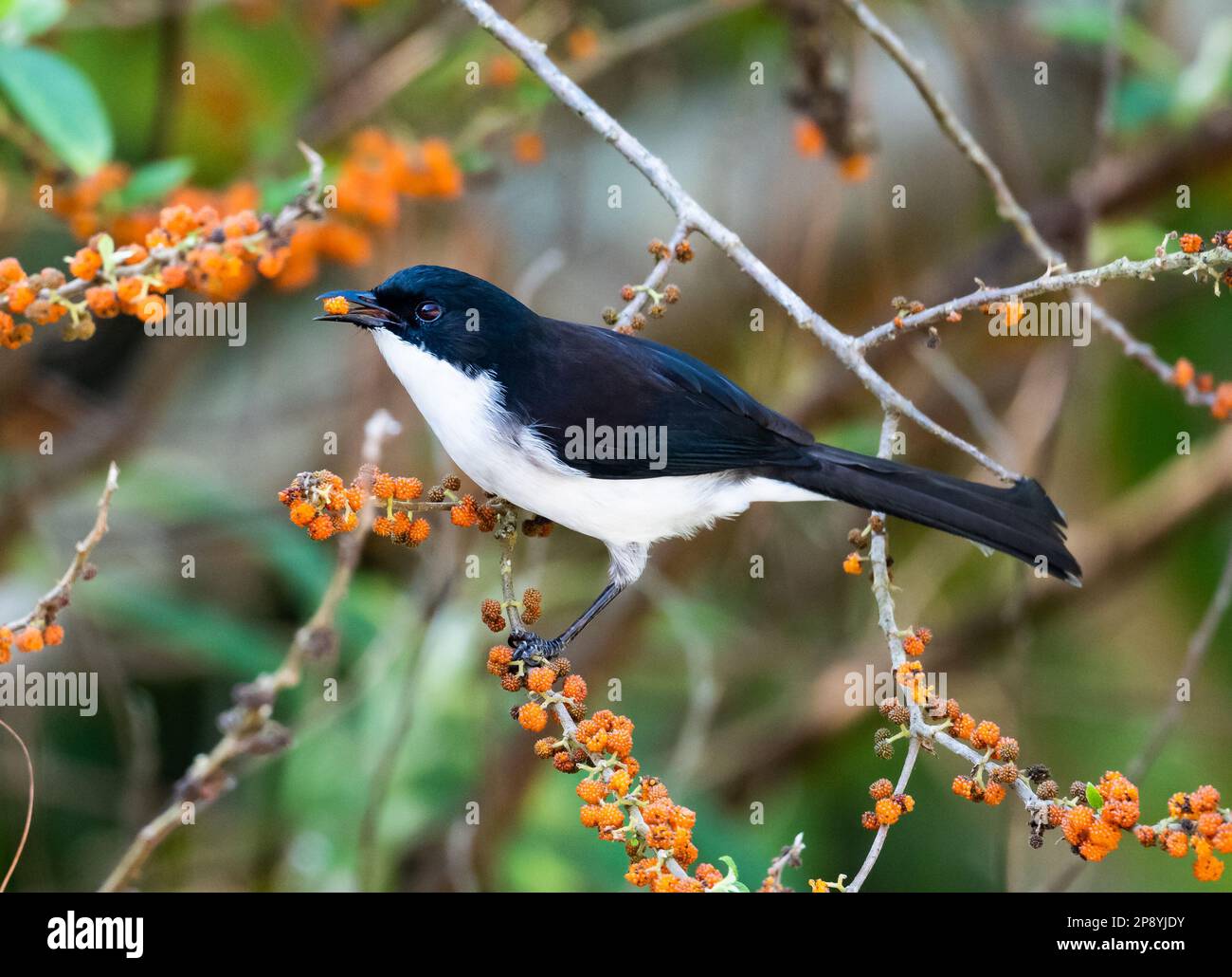 A Black-backed Sibia (Heterophasia melanoleuca) feeding on a fruiting ...