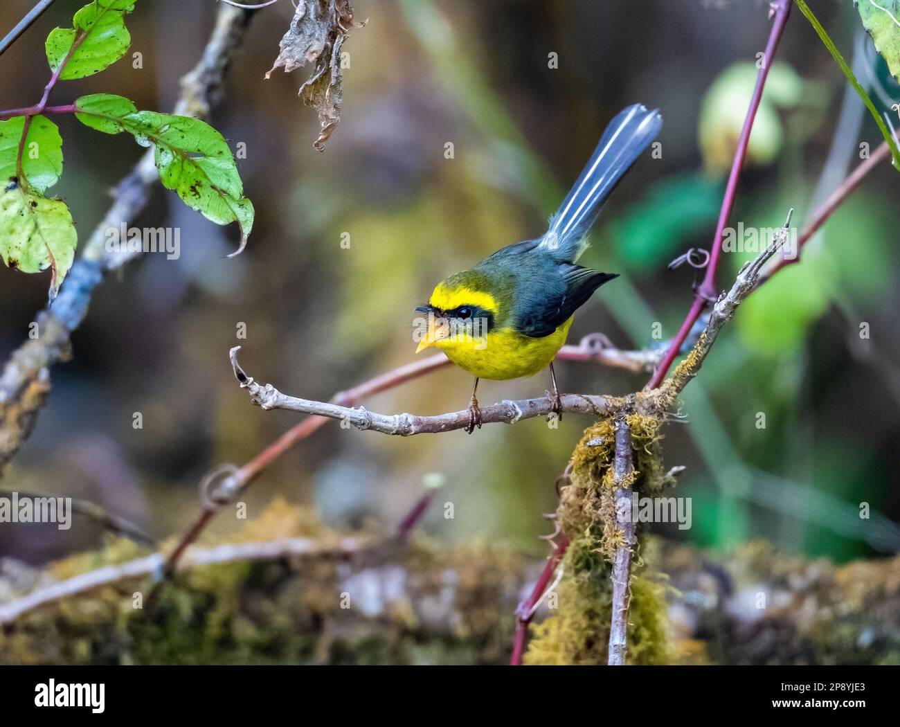 A Yellow-bellied Fairy-Fantail (Chelidorhynx hypoxanthus) foraging on a ...