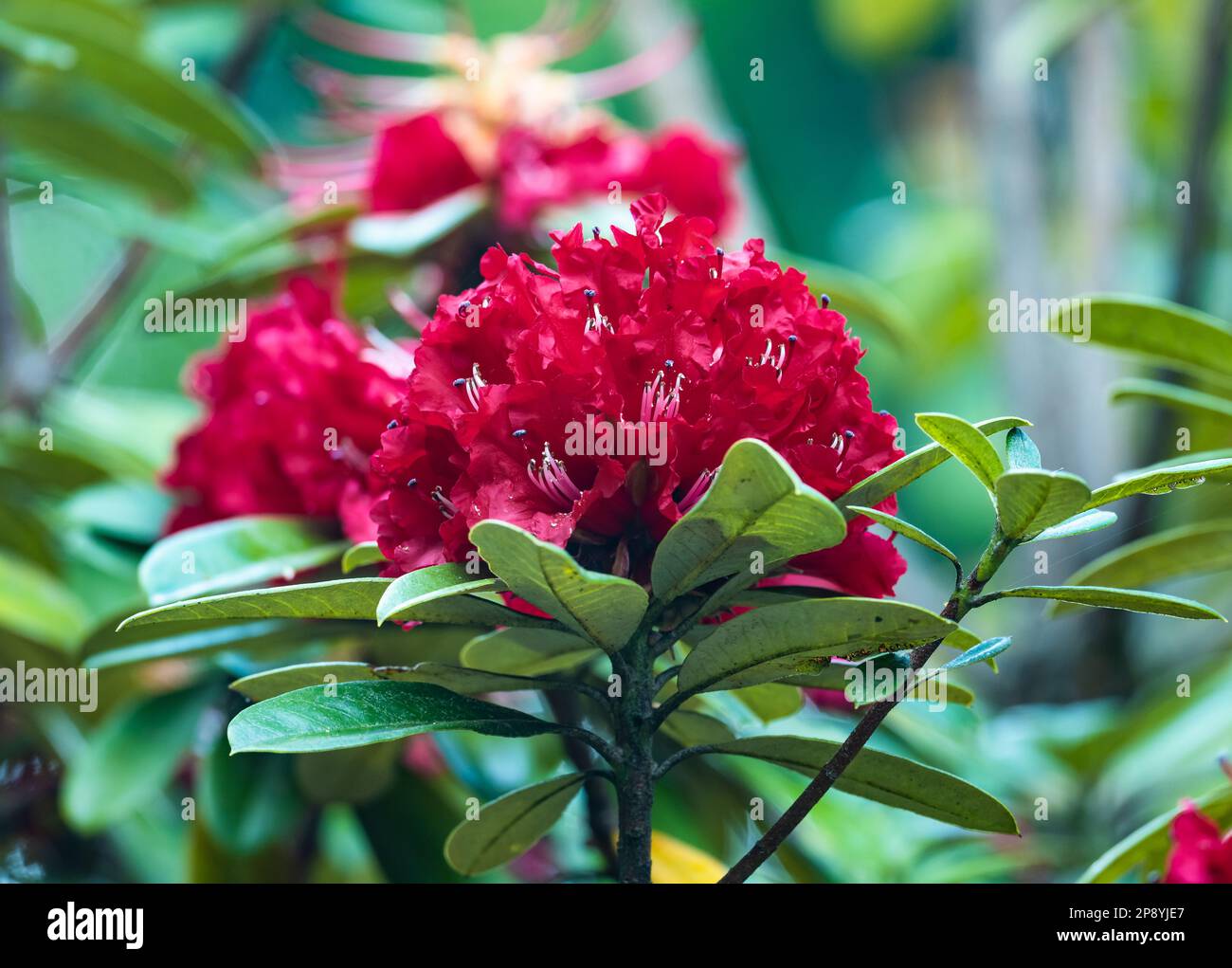 Bright red flowers of tree Rhododendron (Rhododendron arboreum) at the ...
