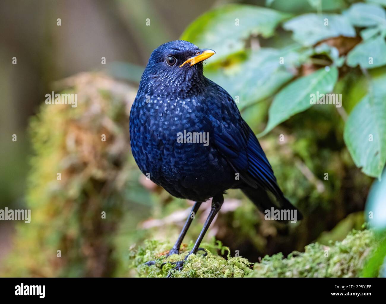A Blue Whistling-Thrush (Myophonus caeruleus) stnading on a mossy rock ...