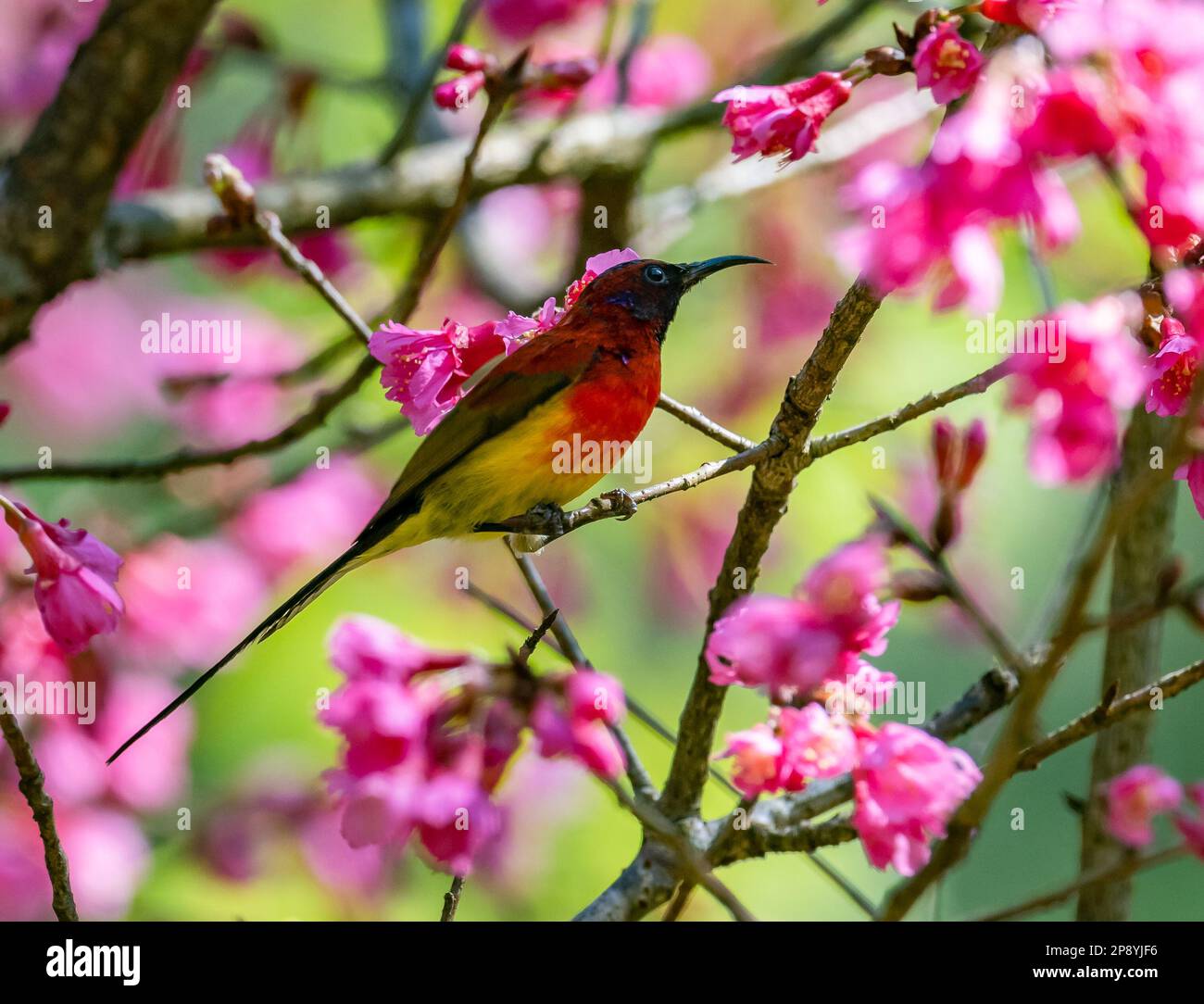 A colorful male Mrs. Gould's Sunbird (Aethopyga gouldiae) feeding on ...