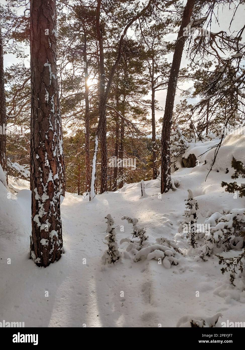 Snow covered vegetation during winter hi-res stock photography and ...