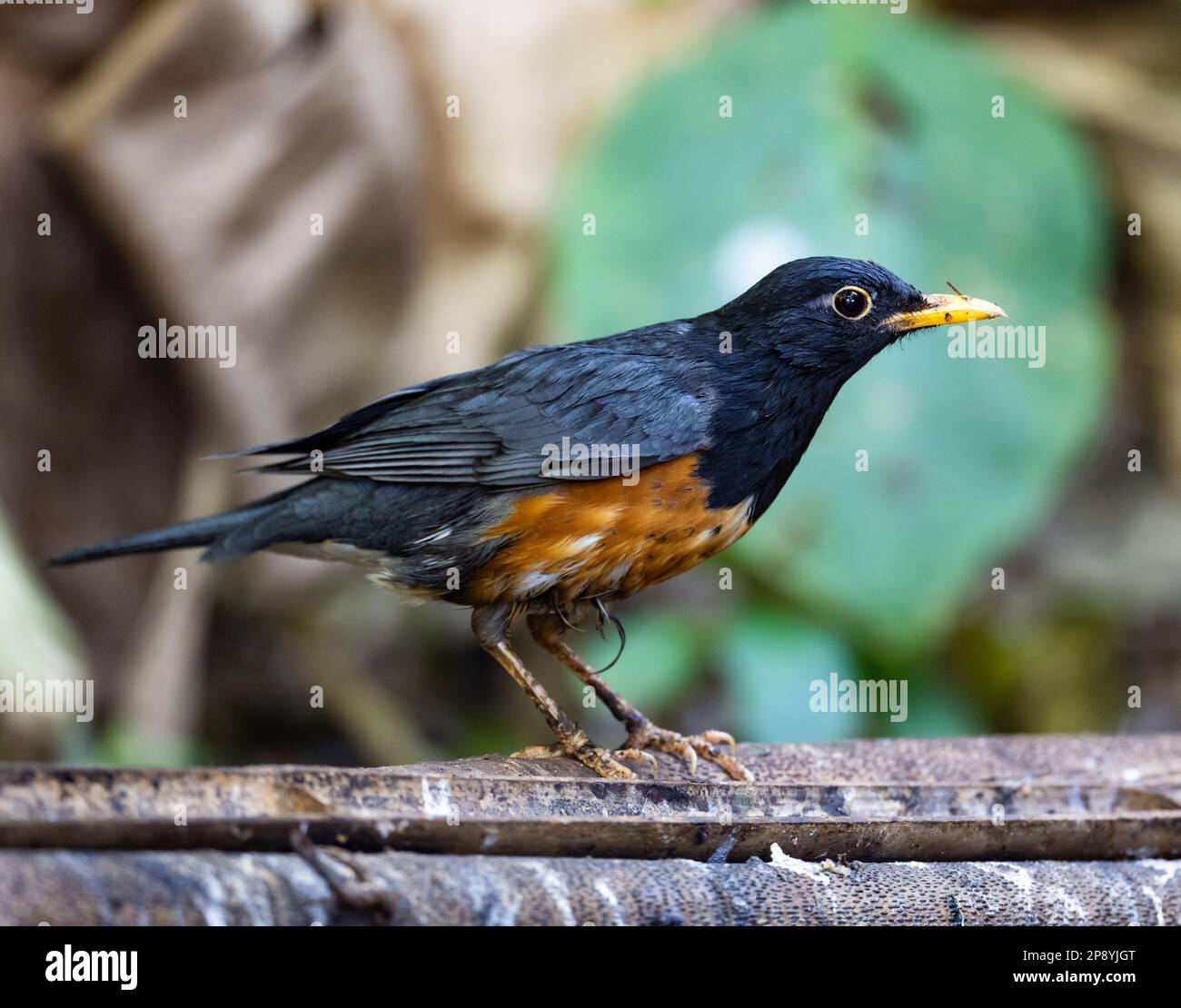 Asian thrush hi-res stock photography and images - Alamy