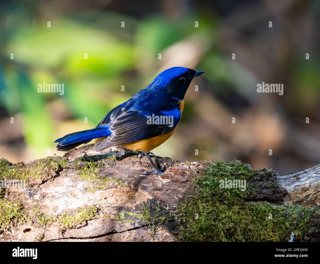 A colorful male Rufous-bellied Niltava (Niltava sundara) standing on a ...