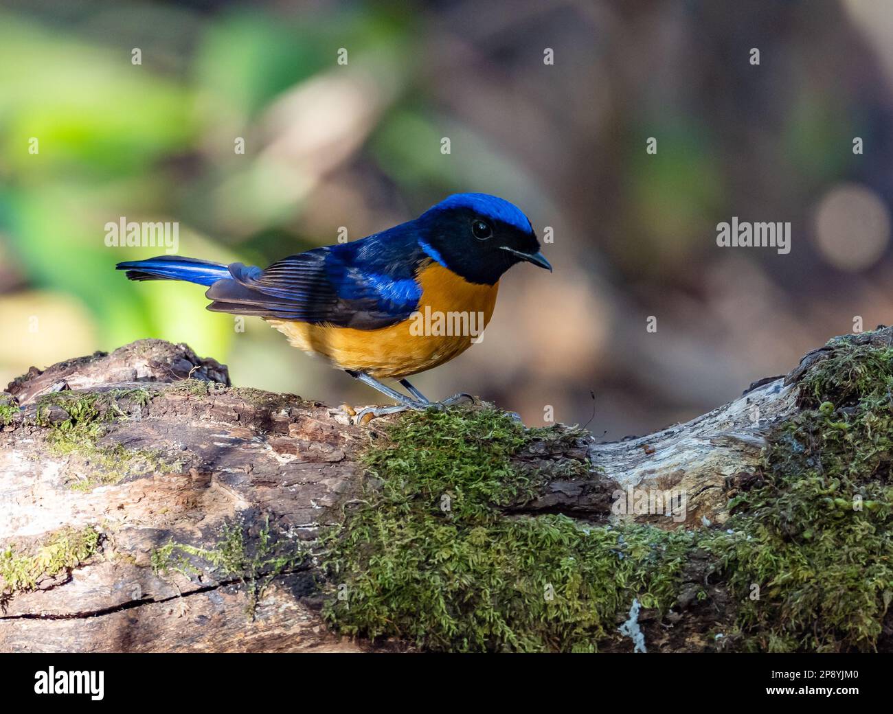 A colorful male Rufous-bellied Niltava (Niltava sundara) standing on a ...
