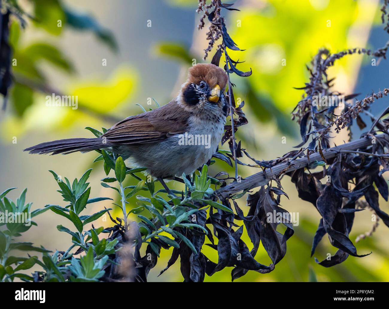 A Spot-breasted Parrotbill (Paradoxornis guttaticollis) perched ona ...