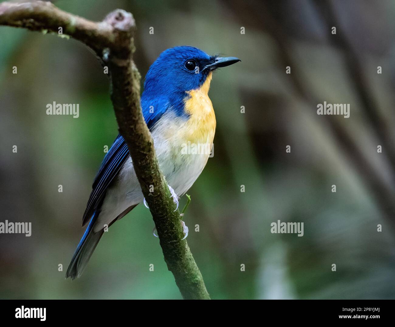 National bird of thailand hi-res stock photography and images - Alamy