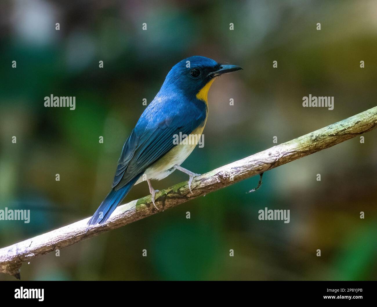 Cyornis magnirostris hi-res stock photography and images - Alamy