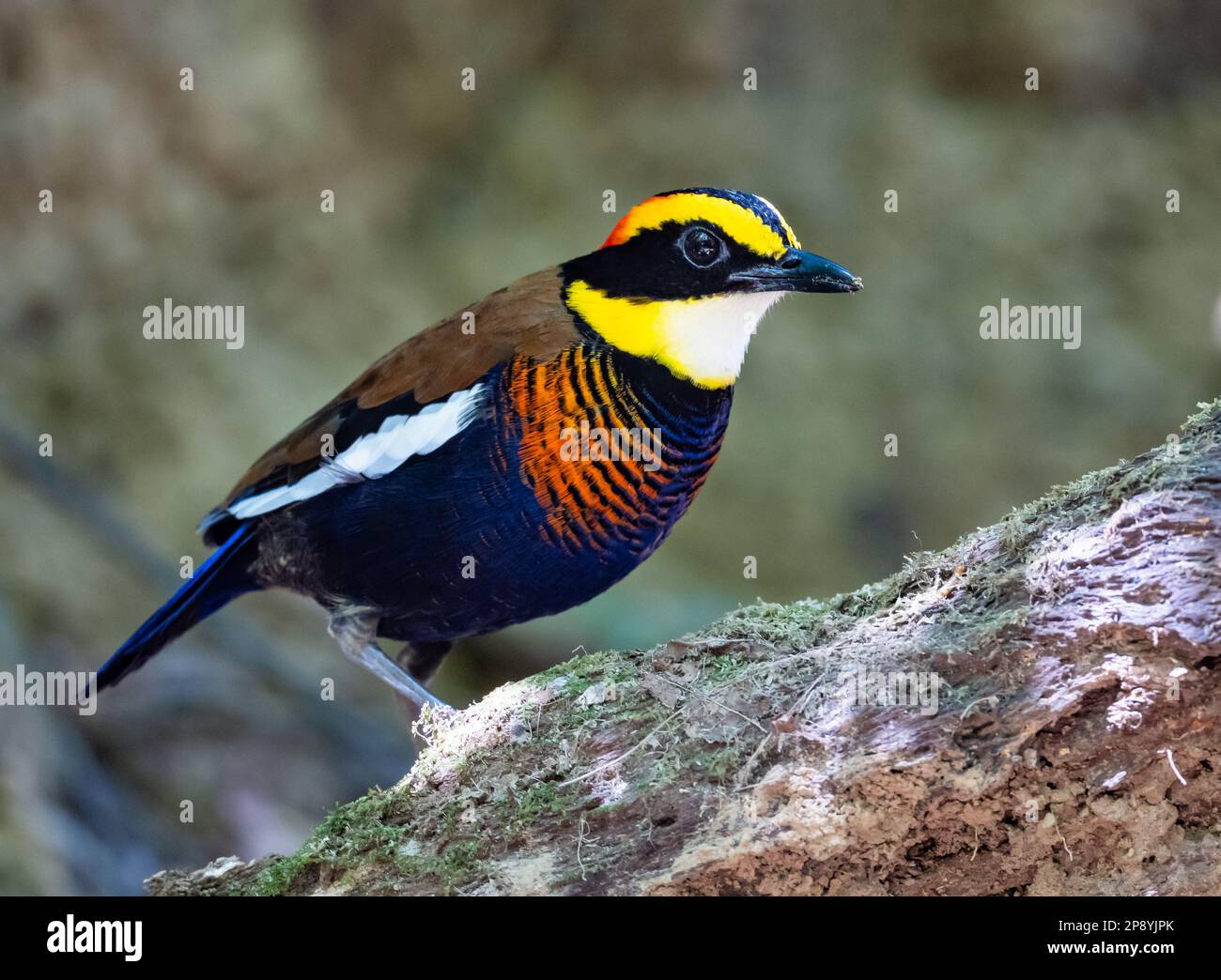A colorful male Malayan Banded-Pitta (Hydrornis irena) foraging in ...