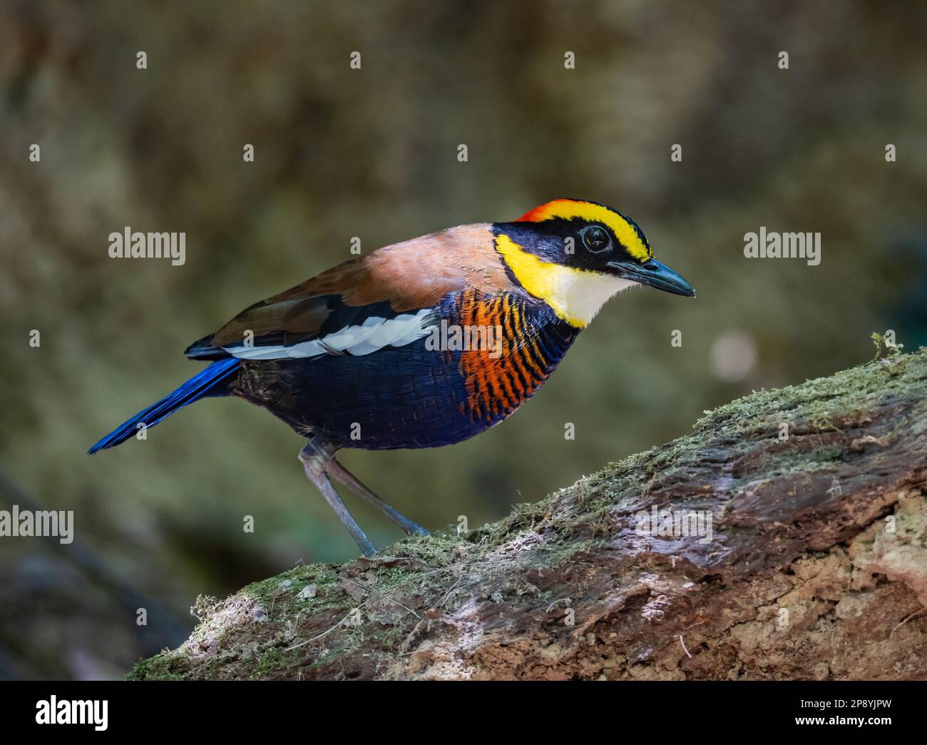A colorful male Malayan Banded-Pitta (Hydrornis irena) foraging in ...