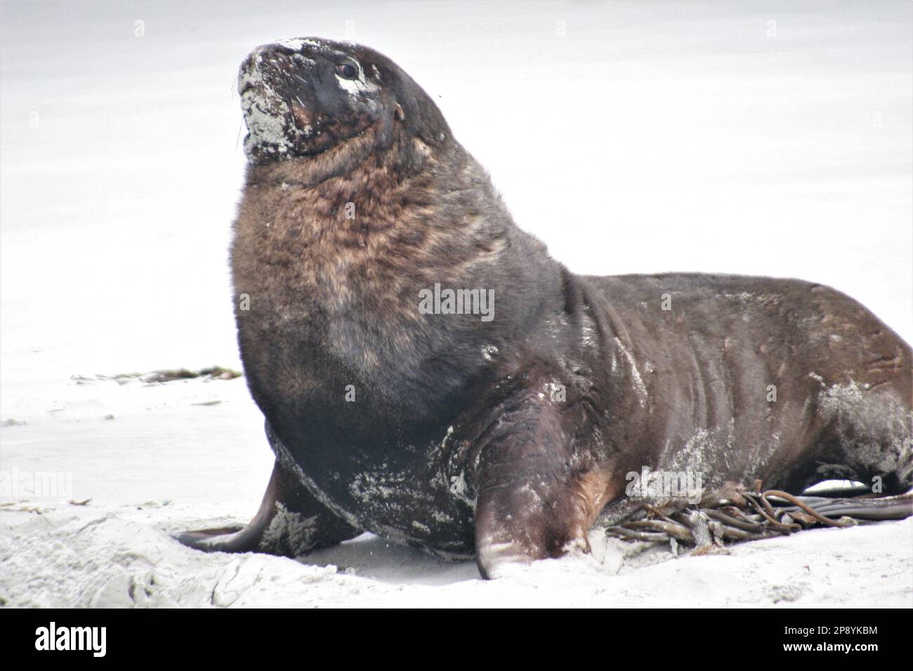 NZ Sea Lion, male Stock Photo - Alamy
