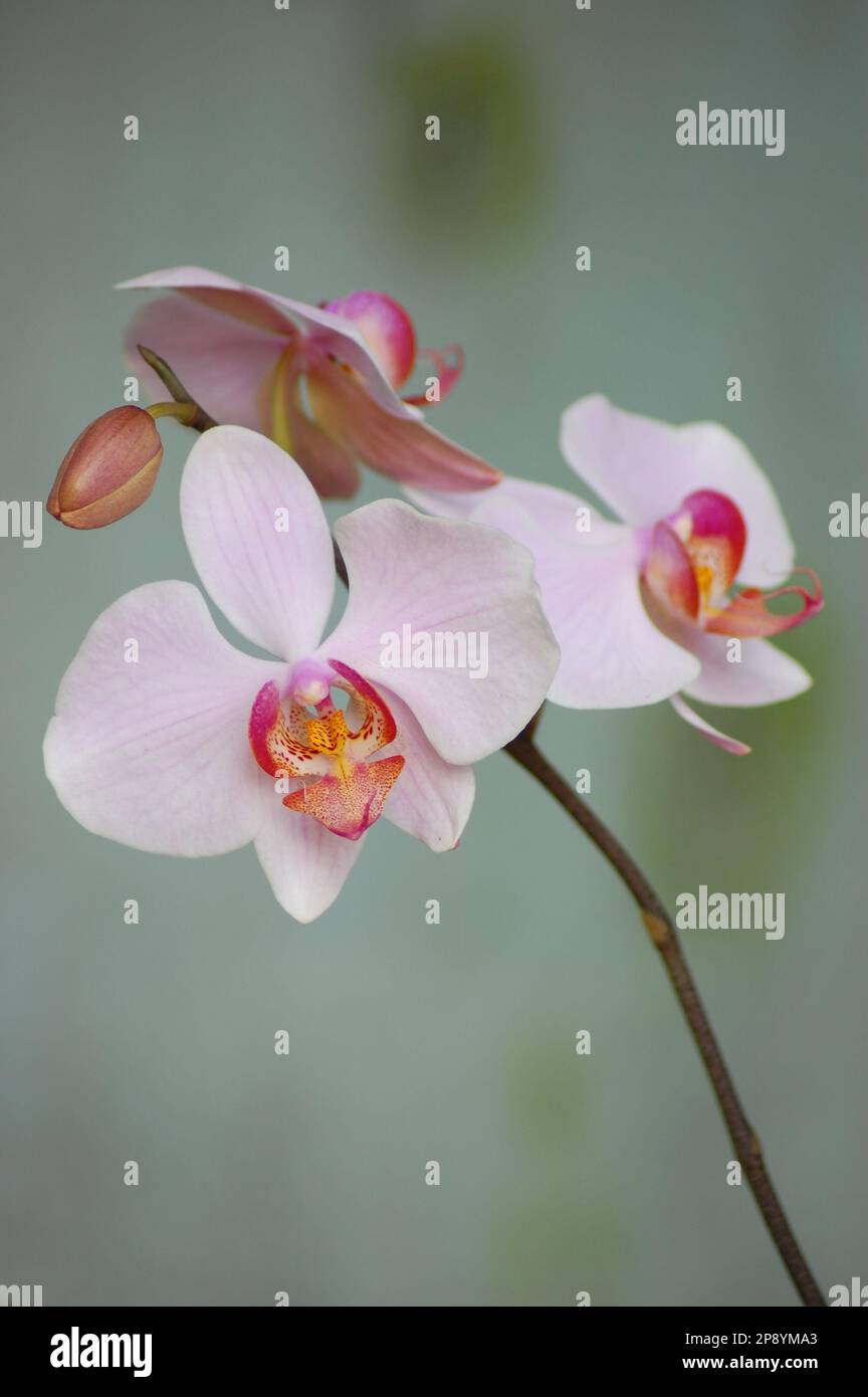 Phalaenopsis orchids, Beautiful Nature, Bokeh bckground, moth orchids Stock Photo - Alamy
