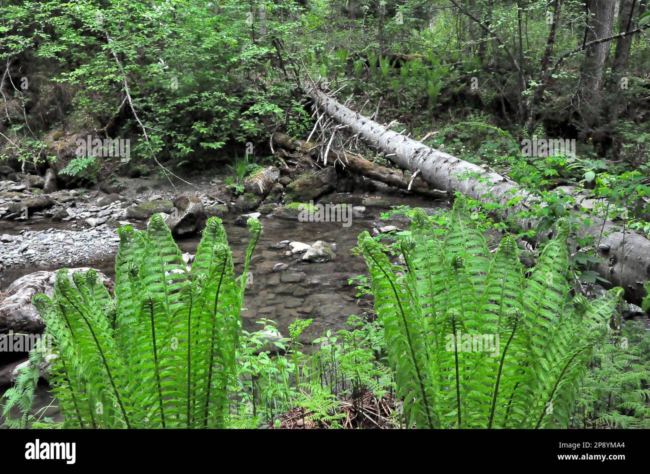 Tree trunks are dumped across the bed of a small river flowing through ...