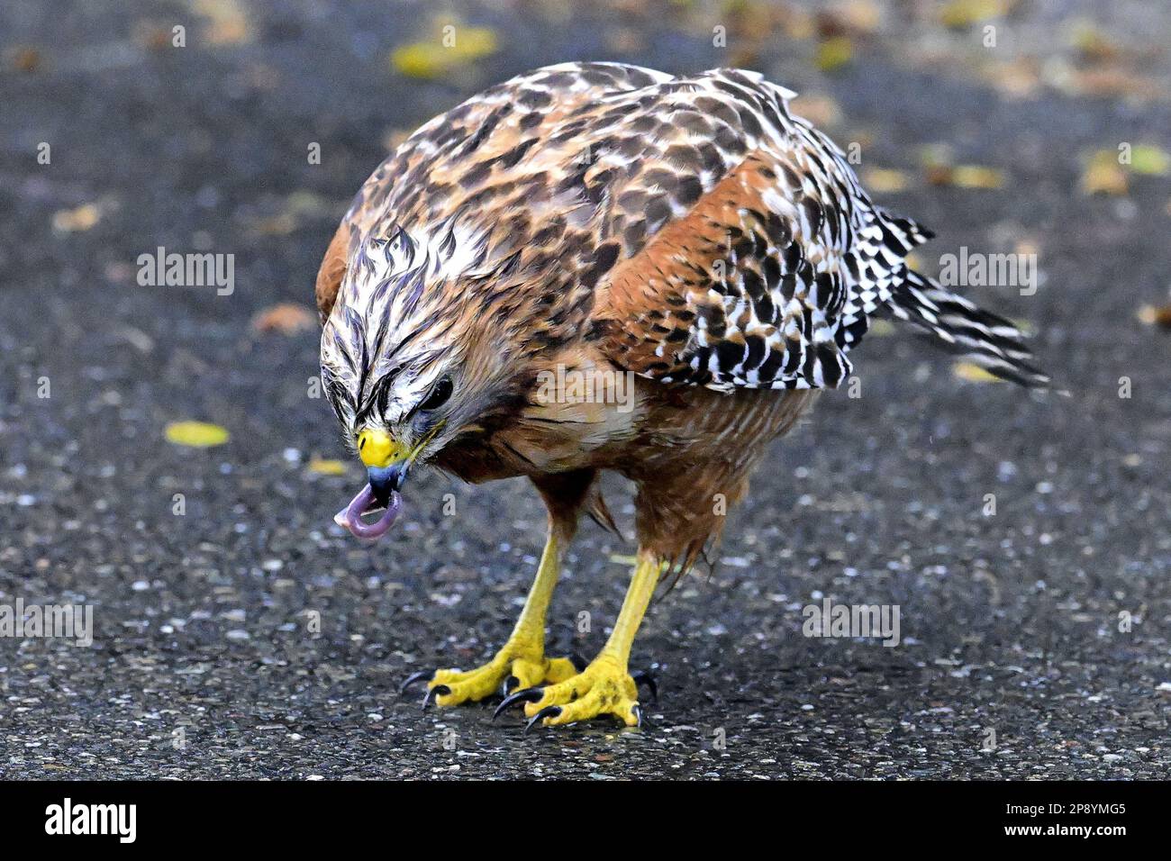Pacific Grove, California, USA. 9th Mar, 2023. Red shouldered Hawk eats ...