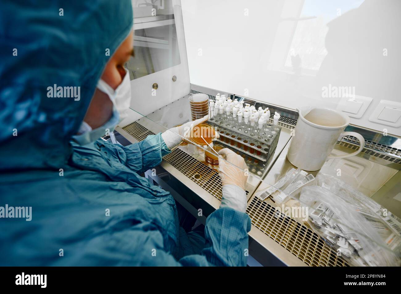 Specialist works with sample in Petri dish in special lab Stock Photo ...