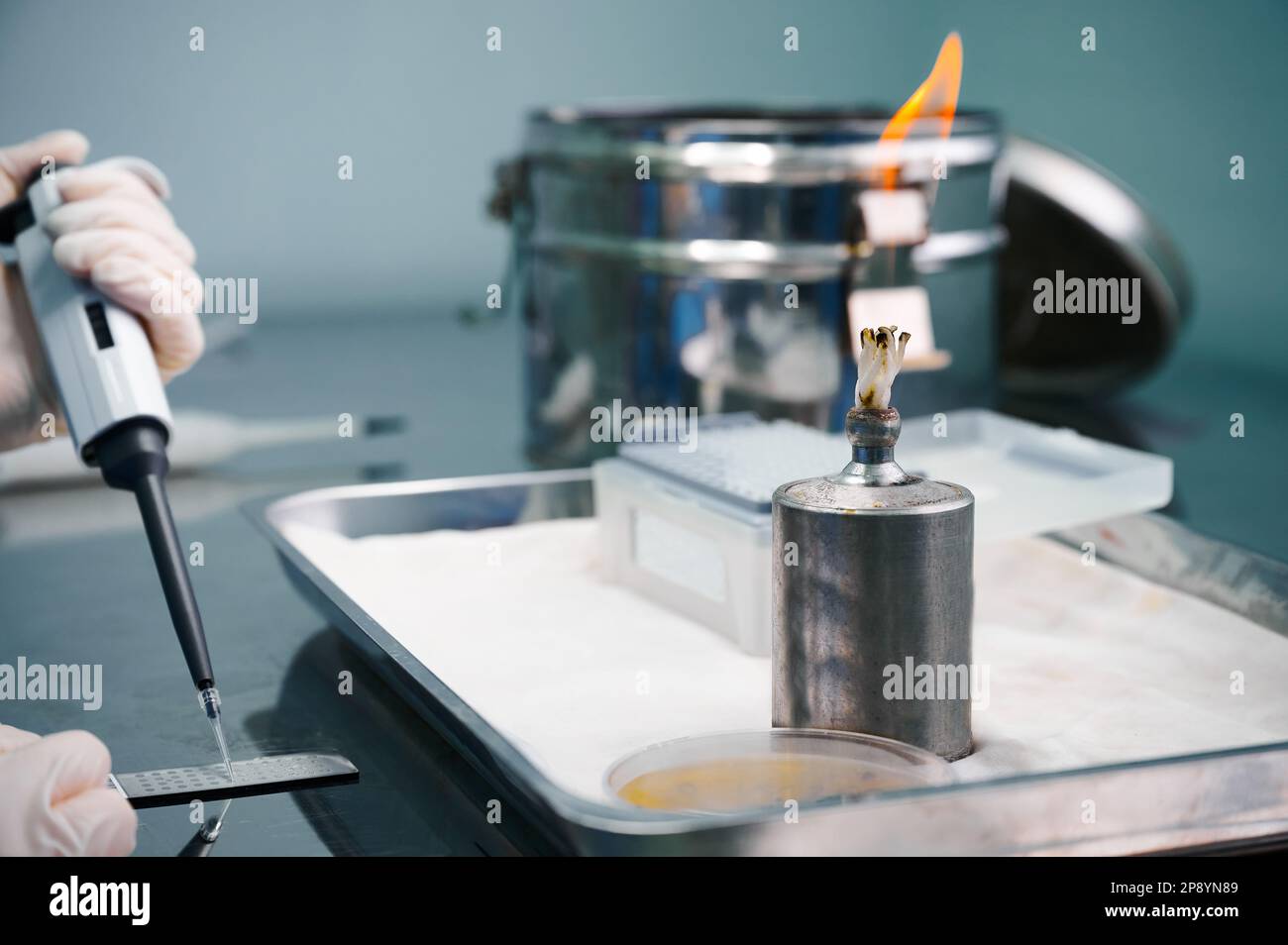 Lab specialist works with plastic slide and spirit lamp Stock Photo - Alamy