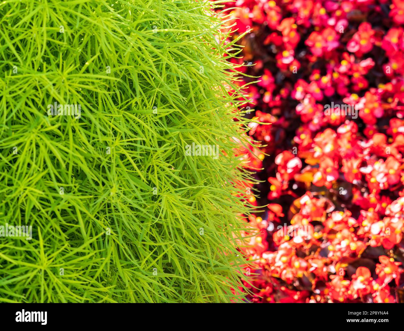 Landscape background with bright red flower beds blossoming against ...