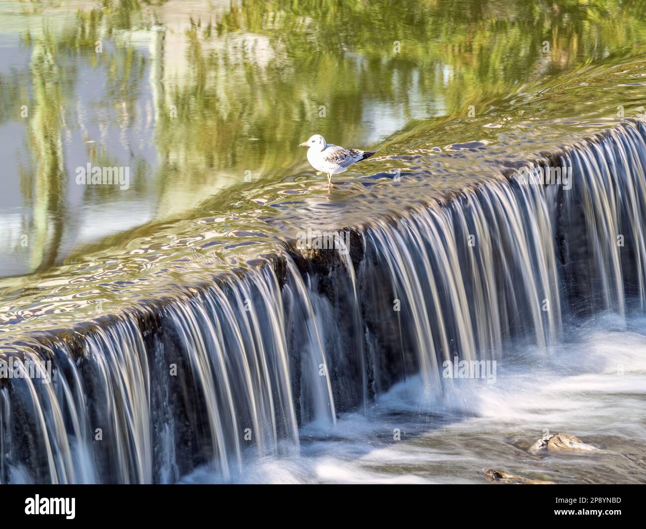 A small flat cascade in a calm river. Water background Stock Photo - Alamy