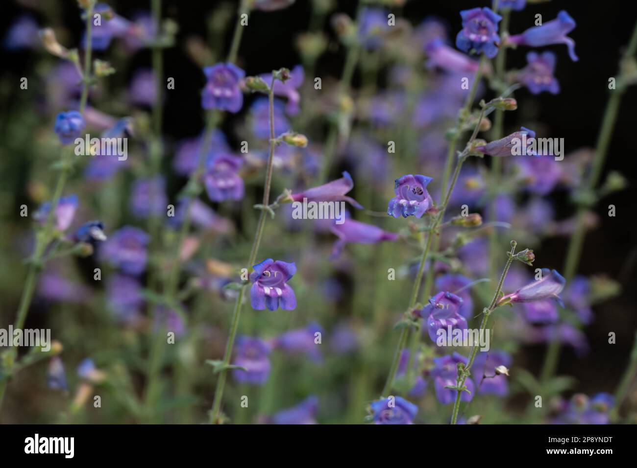 Purple Penstemon Flowers Look Like They are Singing in Yosemite ...