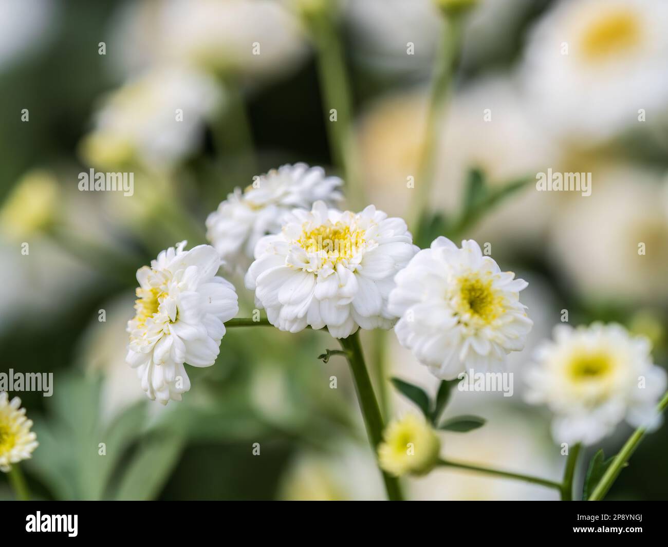 Colourful Feverfew Flowers, Tanacetum parthenium. Beautiful white and ...