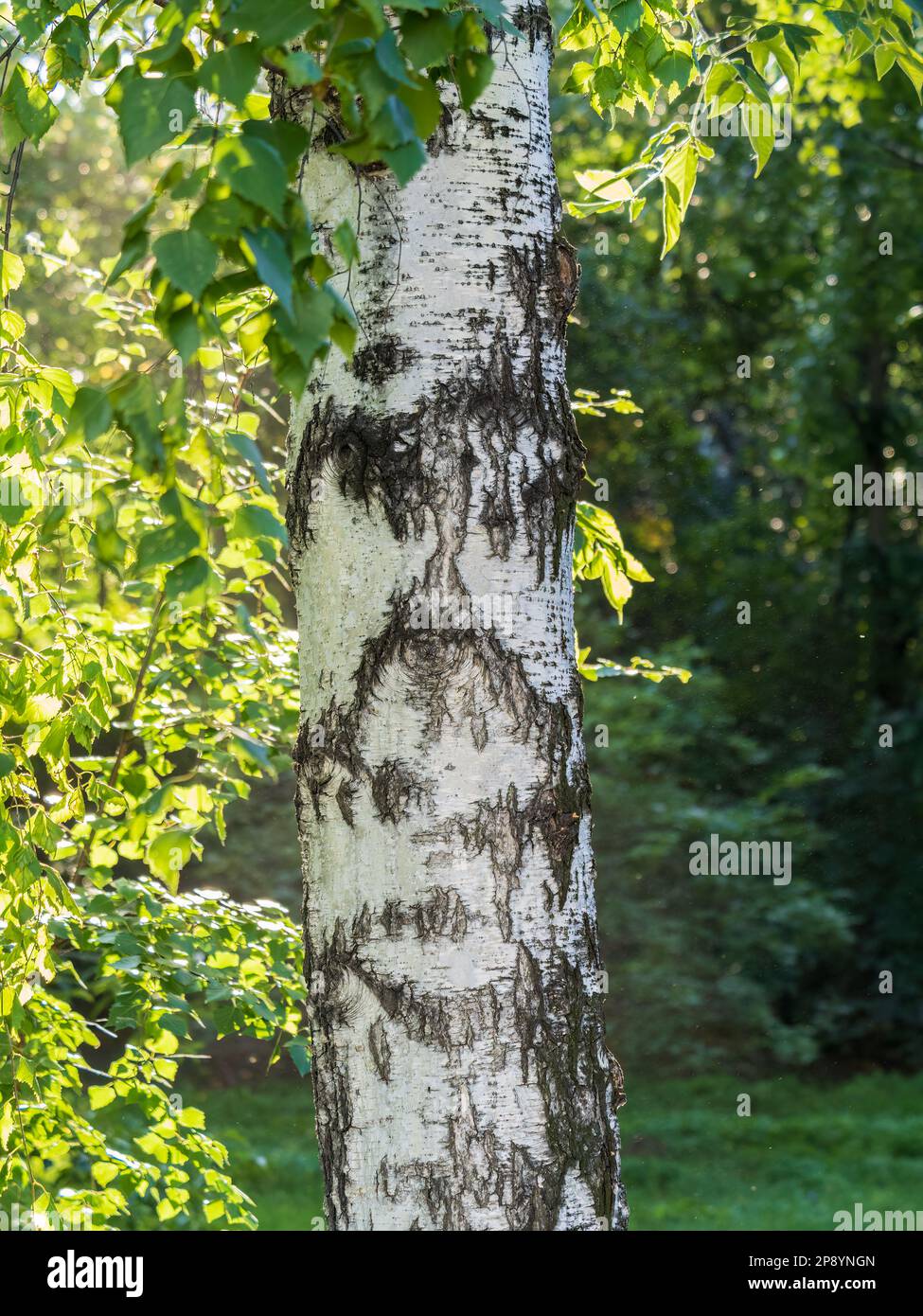 The texture of the birch bark. Birch bark background Stock Photo - Alamy